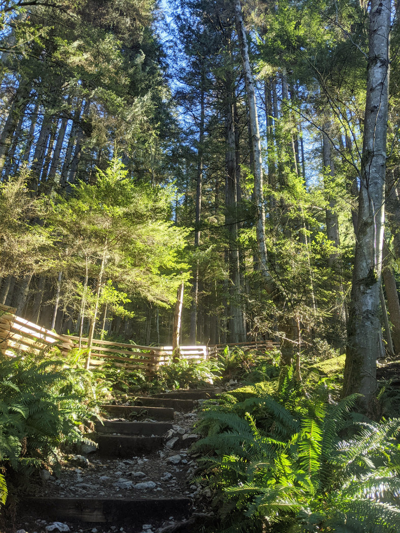 BCMC Trail - Grouse Mountain - A walk and a lark