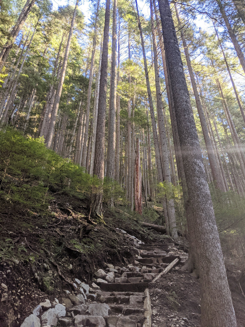 BCMC Trail - Grouse Mountain - A walk and a lark