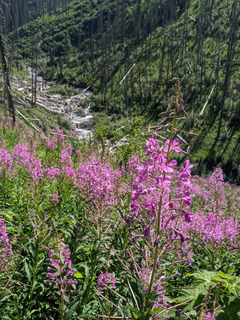 The Rockwall trail guide - A walk and a lark