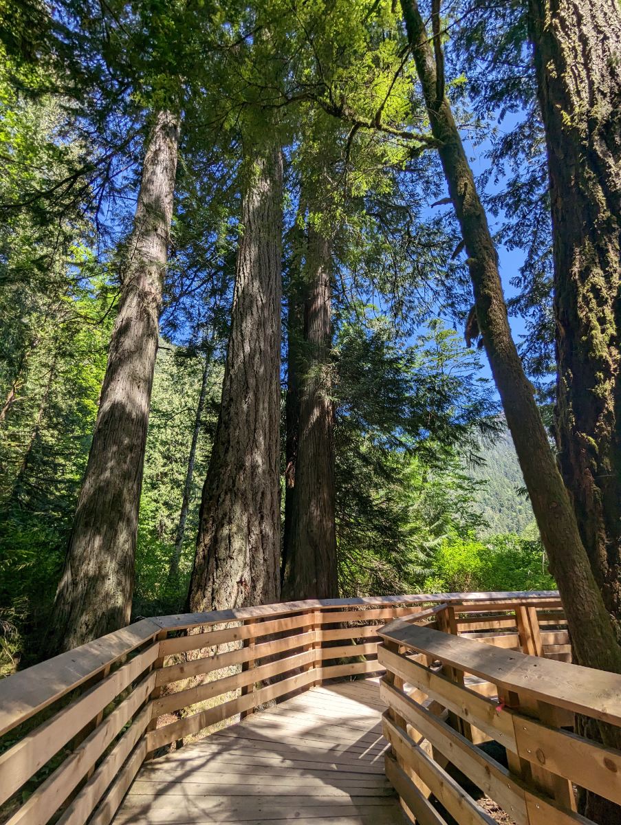 Cathedral Grove - Vancouver Island - A walk and a lark